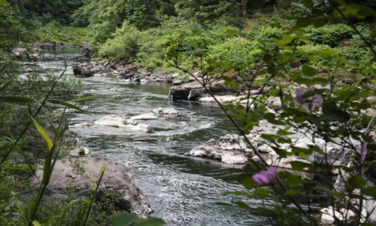 Nehalem River - The Conservation Alliance