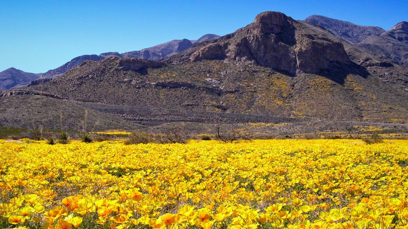 Castner Range - The Conservation Alliance