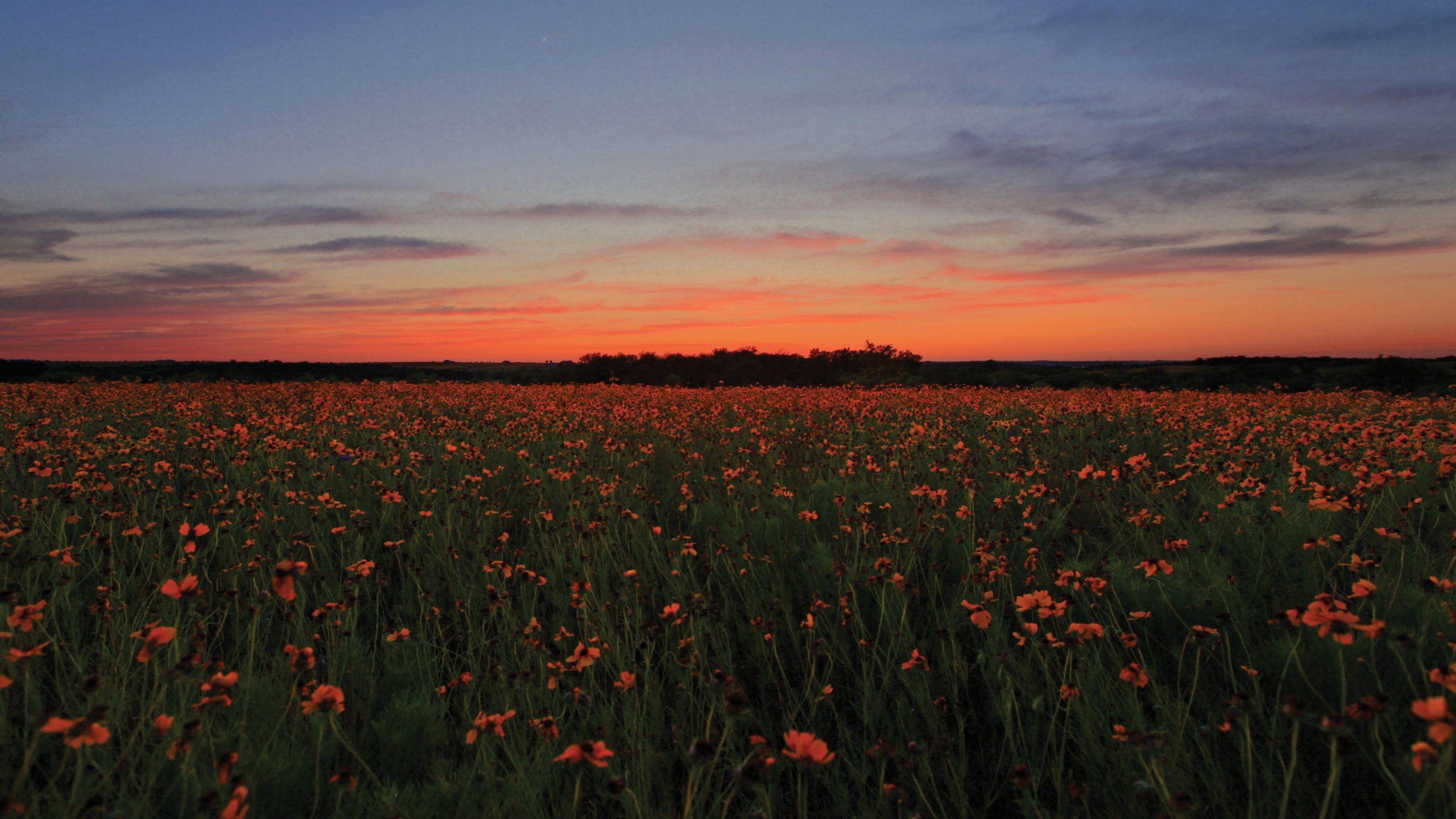 Fort Worth Prairie Park and Southern Great Plains Conservation ...