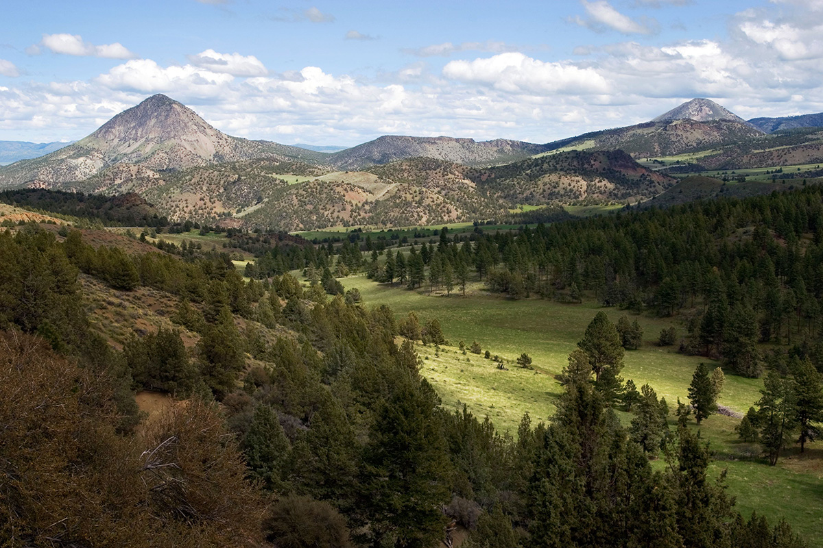 Protecting 5.5 Million Acres of Forests for Biodiversity & the Climate ...