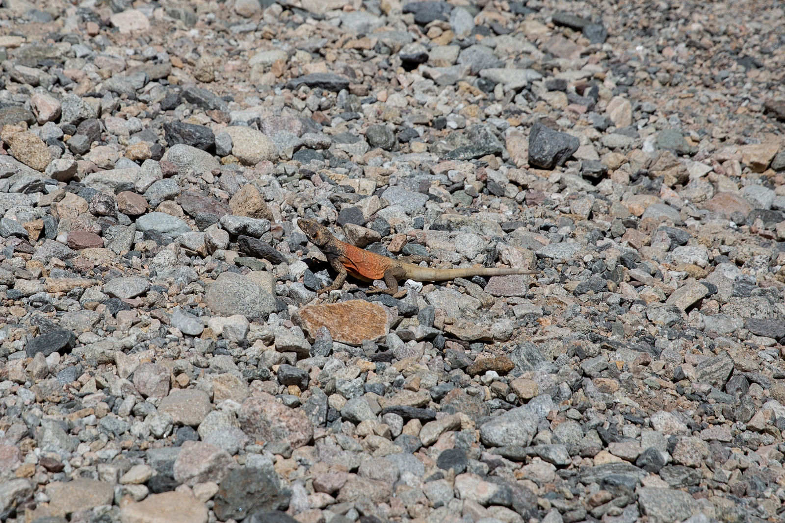 Exploring the Proposed Chuckwalla National Monument: Advocating for ...