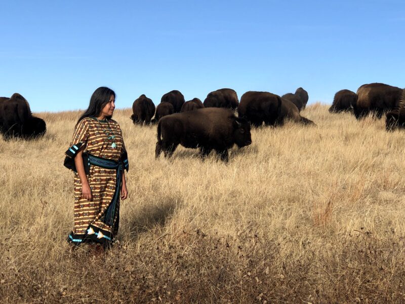 Homecoming: Land Rematriation and Buffalo Restoration in Texas - The ...